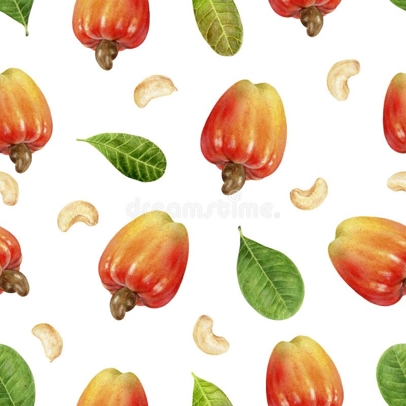 Seamless Watercolor Cashew Nut Pattern on White Background Stock Photo ...
