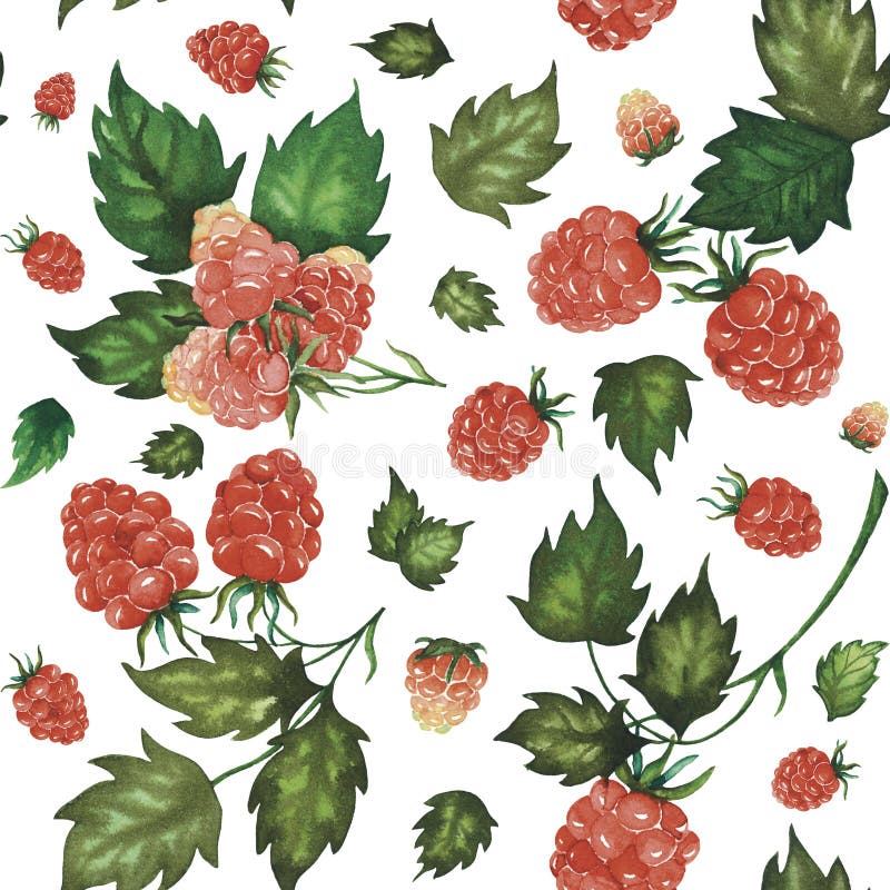 Seamless Watercolour Raspberry Pattern with Berries and Leaves Hand ...