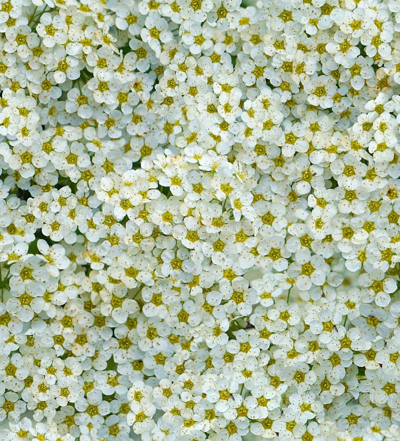 Tiny flower stock photo. Image of tiny, grows, stone - 103073004