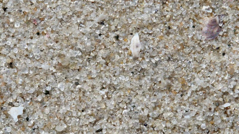 Seamlessly Looped Macro Shot of Grains of Sand and Small Fragments of ...
