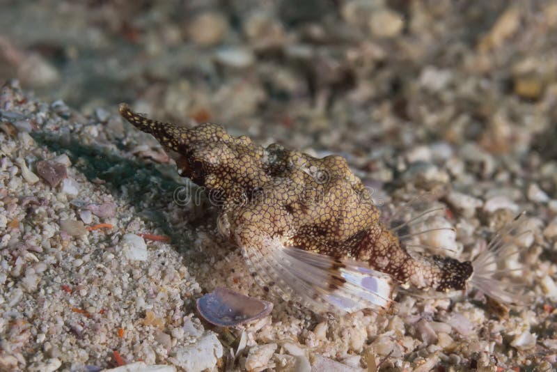 Seamoth Pegasidae fish stock photo. Image of underwater - 99492082