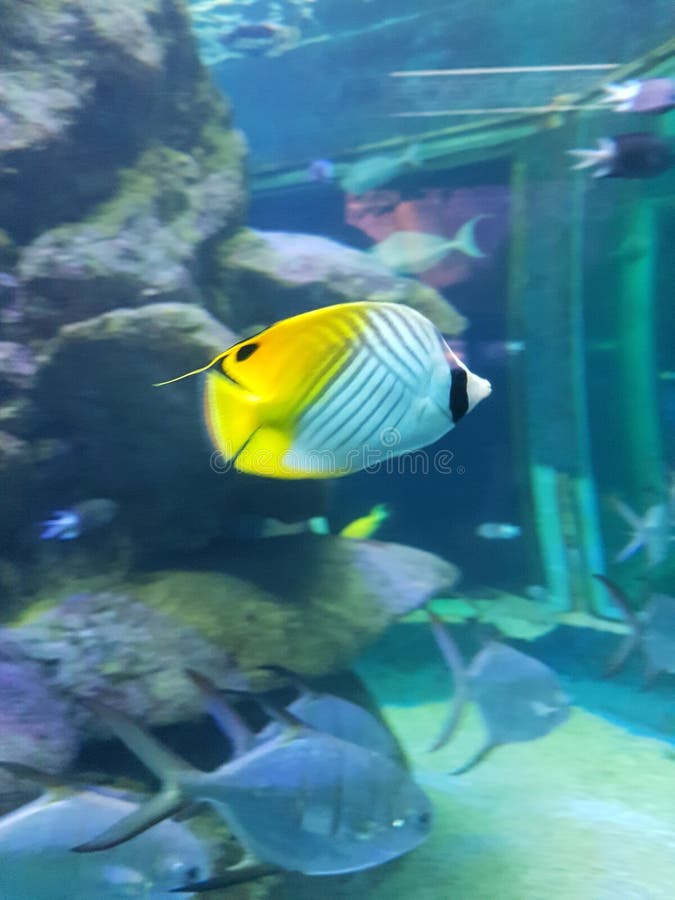 Aquarium stock photo. Image of poisson, grau, seaquarium - 153000052