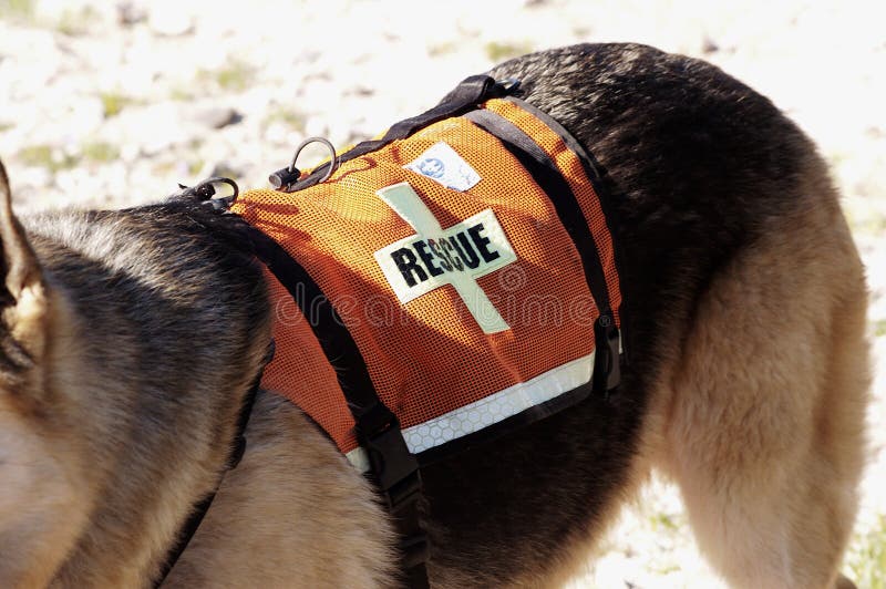 Search Dog stock photo. Image of scent, desert, trail, unit - 347724