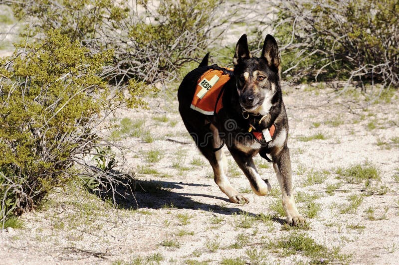 Search Dog stock photo. Image of seek, unit, found, united - 347714