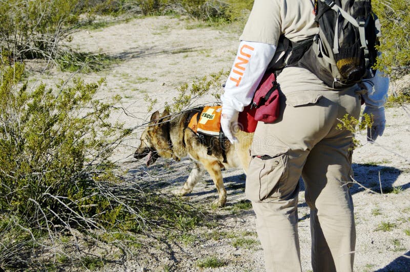 Search Dog stock image. Image of trail, search, sniff, persons - 347725
