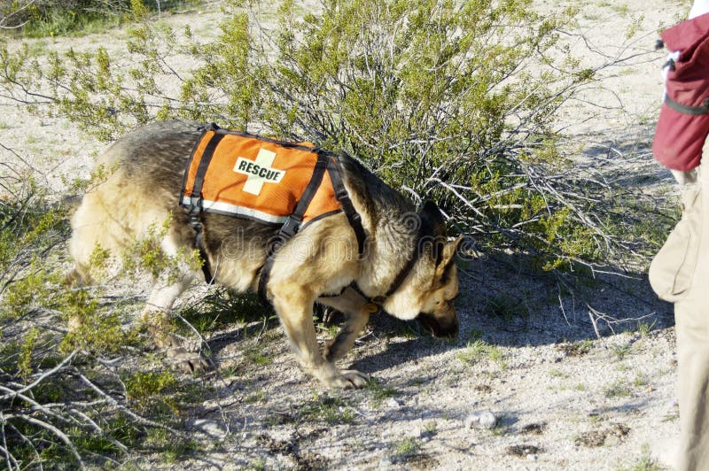 Search Dog stock photo. Image of canine, sniff, sonoran - 347758