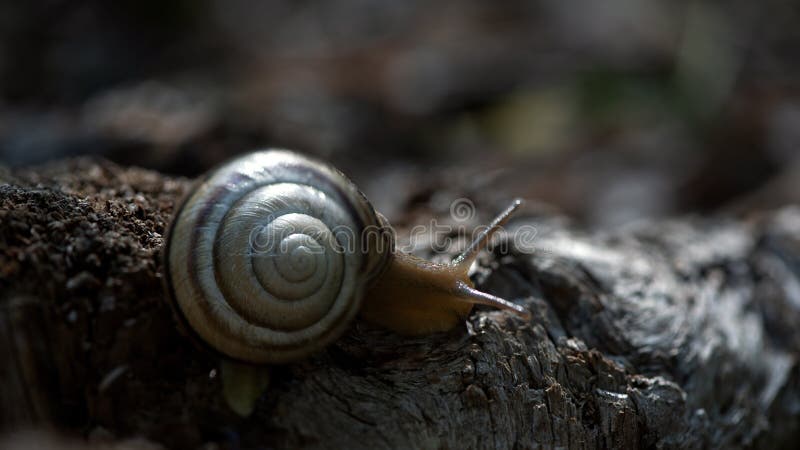 Snail on the Slope.Dynamics of Movement of Individual Creatures. Stock ...