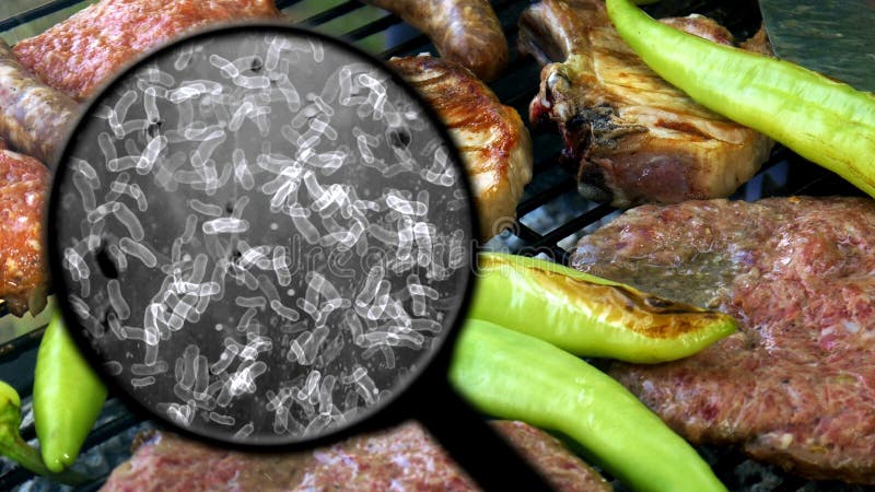 Searching for Bacteria on BBQ Meat Stock Image - Image of salmonella ...