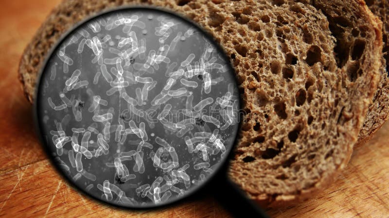 Searching for Bacteria in Bread Stock Photo - Image of bacteria ...