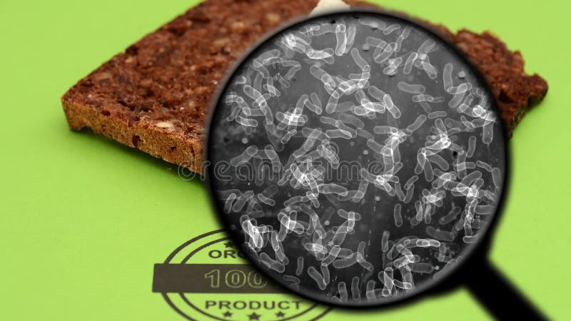 Searching for Bacteria in Bread Stock Photo - Image of cellular, pylori ...
