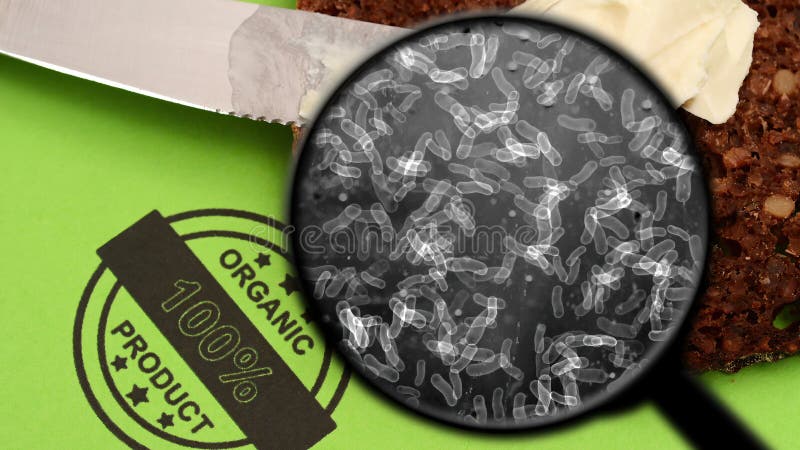 Searching for Bacteria in Bread Stock Image - Image of helicobacter ...