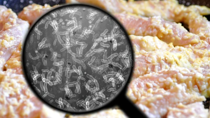 Searching for Bacteria in Chicken Meat Stock Photo - Image of bacterium ...