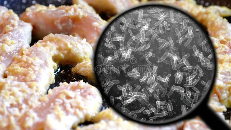 Searching for Bacteria in Chicken Meat Stock Photo - Image of ...