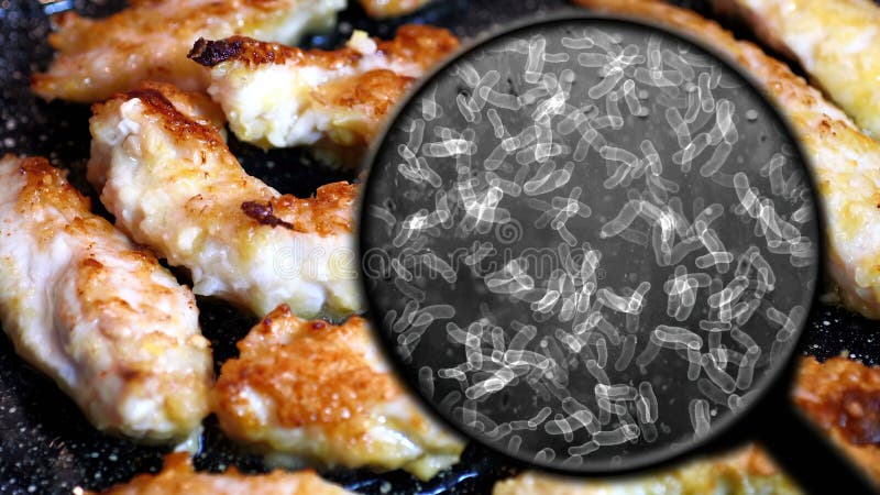 Searching for Bacteria in Chicken Meat Stock Photo - Image of ...