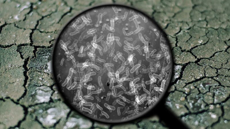 Searching for Bacteria in Dry Soil Stock Video - Video of drops ...