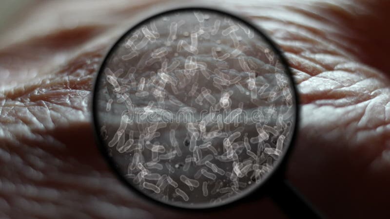 Human Skin Anatomy, Transparent View Stock Footage - Video of epidermis ...