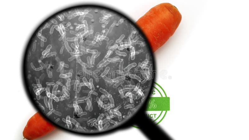 Searching for Bacteria in Organic Carrot Stock Photo - Image of ...