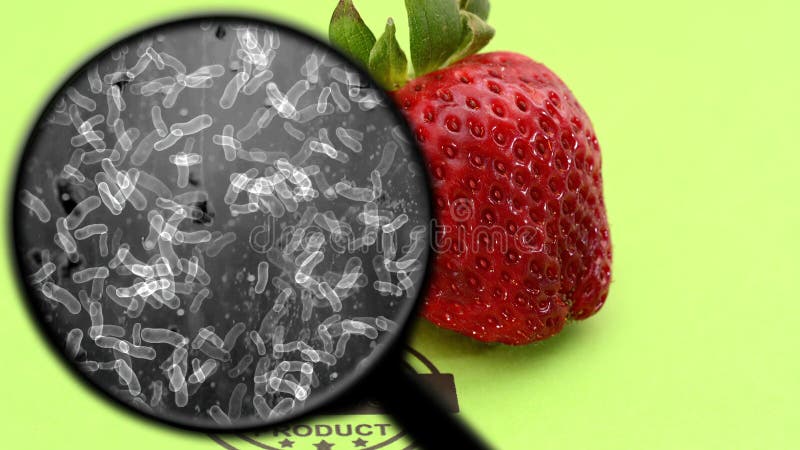 Searching for Bacteria in Organic Fruit Stock Photo - Image of slide ...