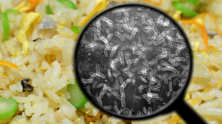 Searching for Bacteria in Rice Stock Photo - Image of culture ...