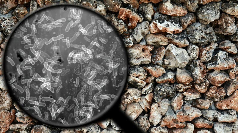 Searching for Bacteria on Surface Stock Image - Image of garbage, dirty ...