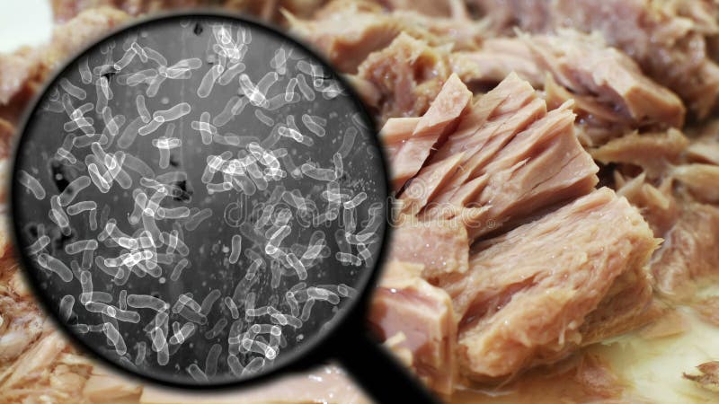 Streptococcus Fish Stock Photos - Free & Royalty-Free Stock Photos from ...