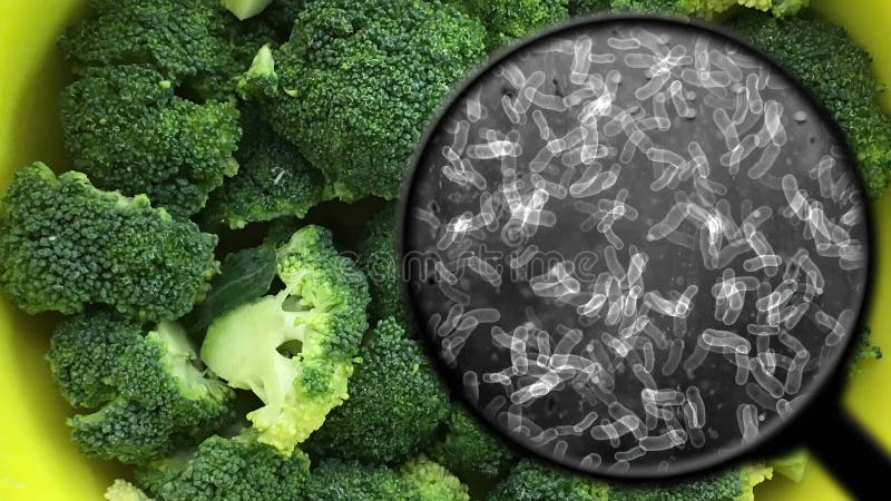 Searching for Bacteria in Vegetables Stock Image - Image of pathogen ...