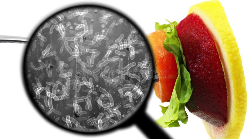 Searching for Bacteria in Vegetables Stock Photo - Image of microbe ...