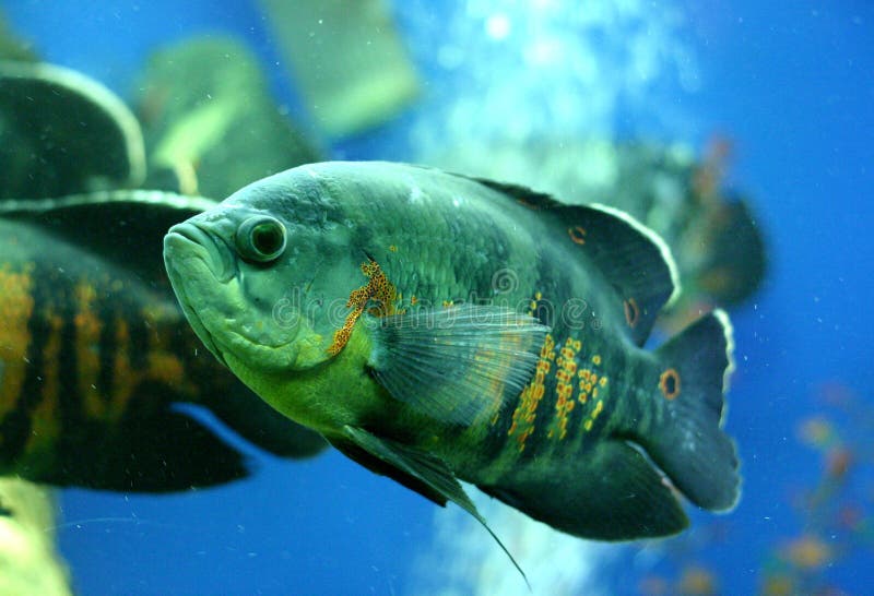 Seargent fish in aquarium stock image. Image of panama - 667963
