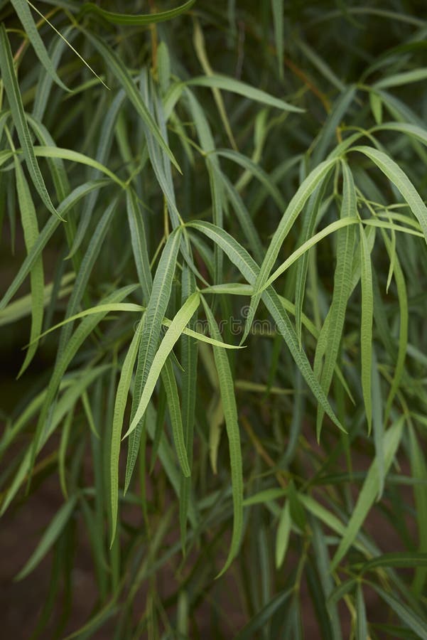 Searsia Lancea, Karee Tree, African Sumac, Willow Rhus Stock Image ...
