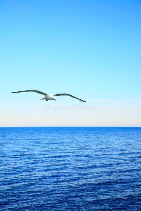 Seascape with Soaring Sea-gull Stock Photo - Image of flying, distance ...