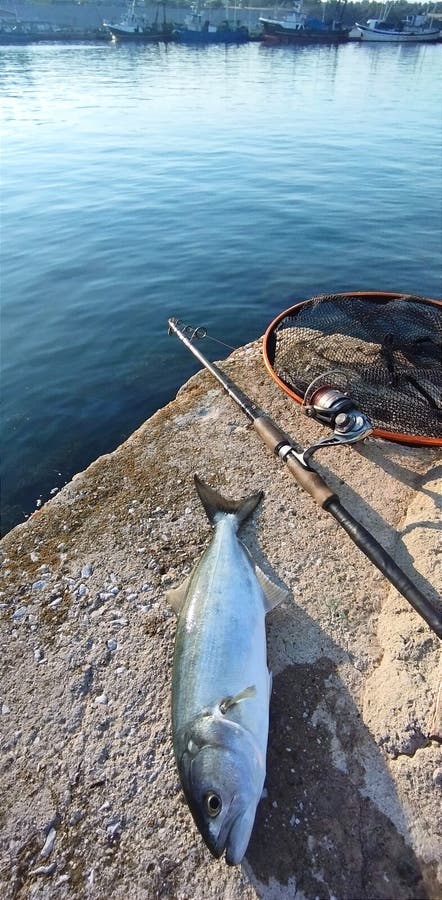 Seascapes with Beautiful Fish Delight and Joy Stock Photo - Image of ...