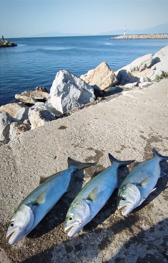 Seascapes with Beautiful Fish Delight and Joy Stock Image - Image of ...