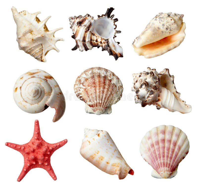 Set of seashell collection stock photo. Image of marine - 9299330