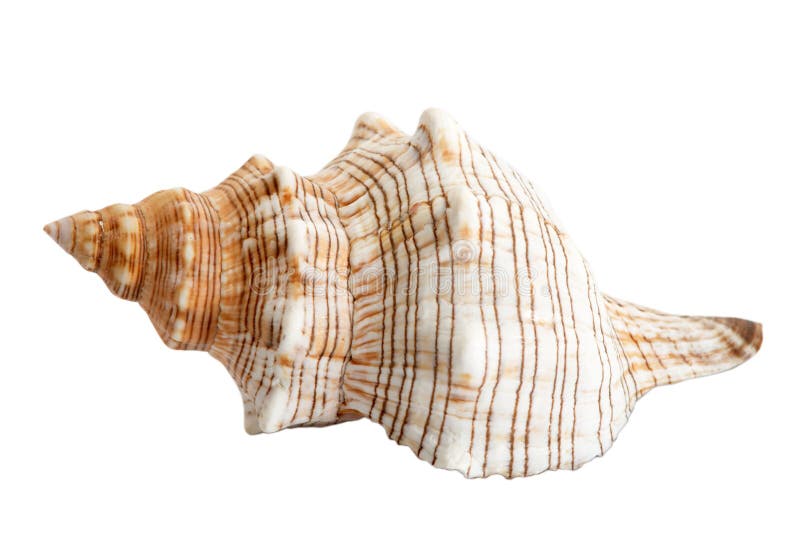 Seashell_1 stock image. Image of coast, seashell, ocean - 4893725