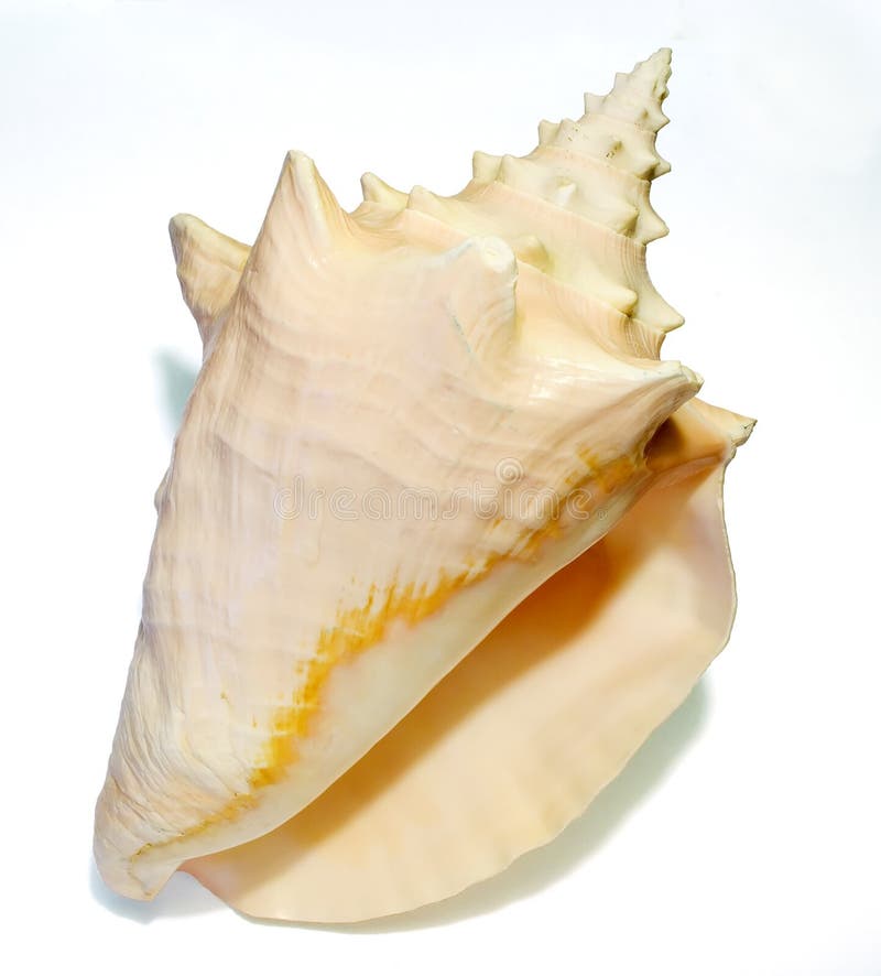 Seashell 1 de la concha imagen de archivo. Imagen de medio - 3702513