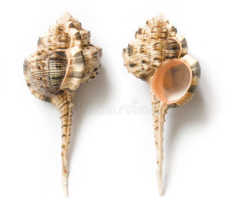 Seashell stock image. Image of isolated, crustacean, nautilus - 10723087
