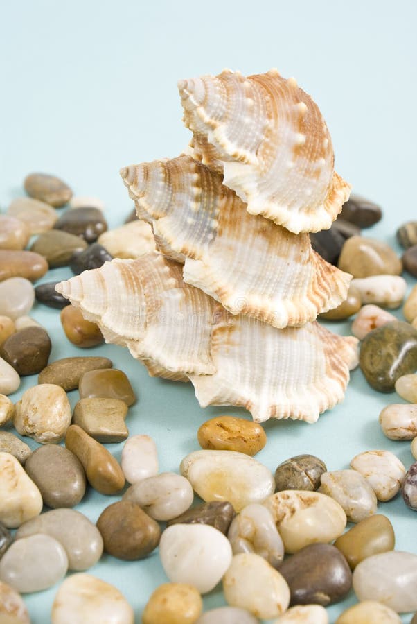 Seashell stock image. Image of rock, grey, travel, marine - 12356521