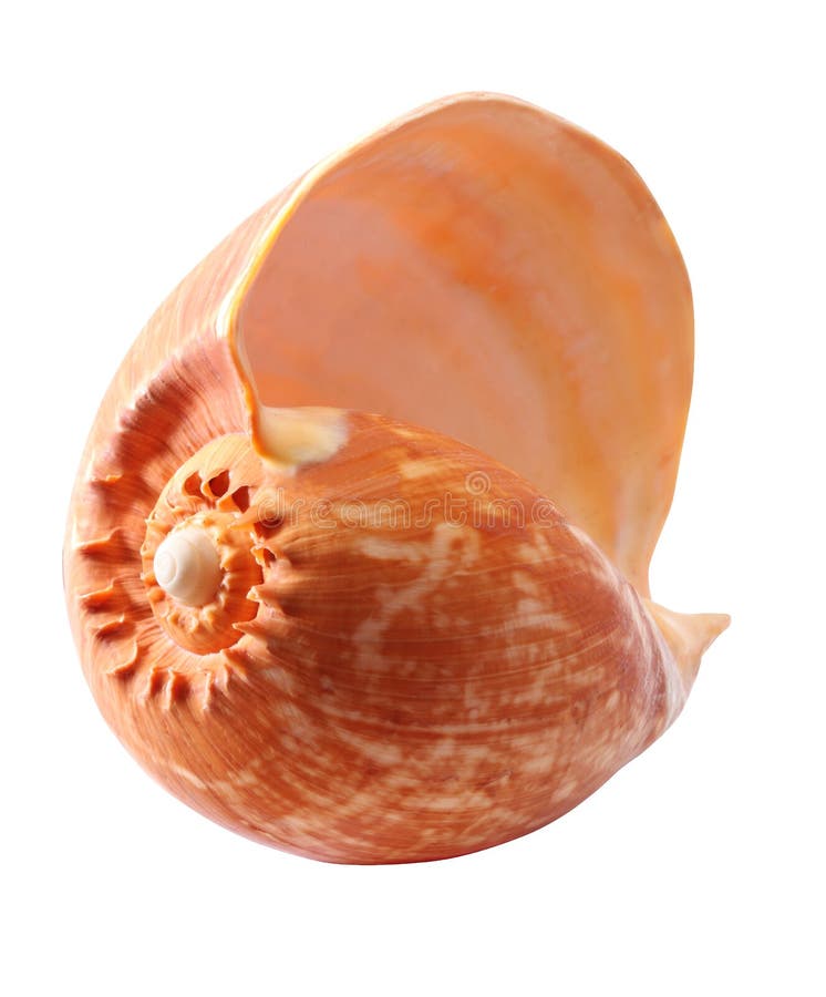 Seashell on the Beach stock photo. Image of seashore - 11134238