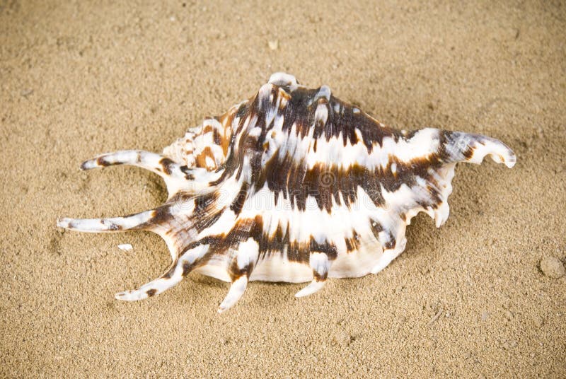 Seashell stock image. Image of coral, vacation, caribbean - 13675269