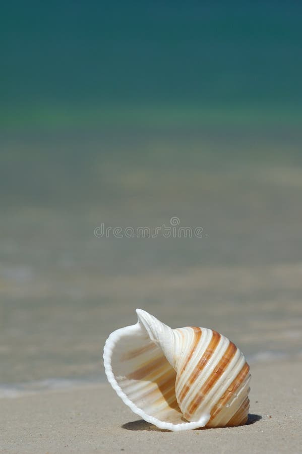 152,642 Seashell Stock Photos - Free & Royalty-Free Stock Photos from ...