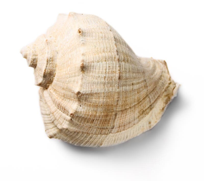 Tan Radial Sea Shell stock image. Image of isolated, yellow - 14121753