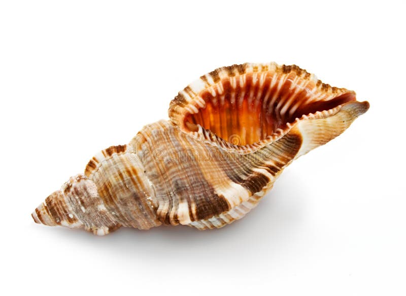 Conch shell, top view stock image. Image of nature, seashell - 18198167