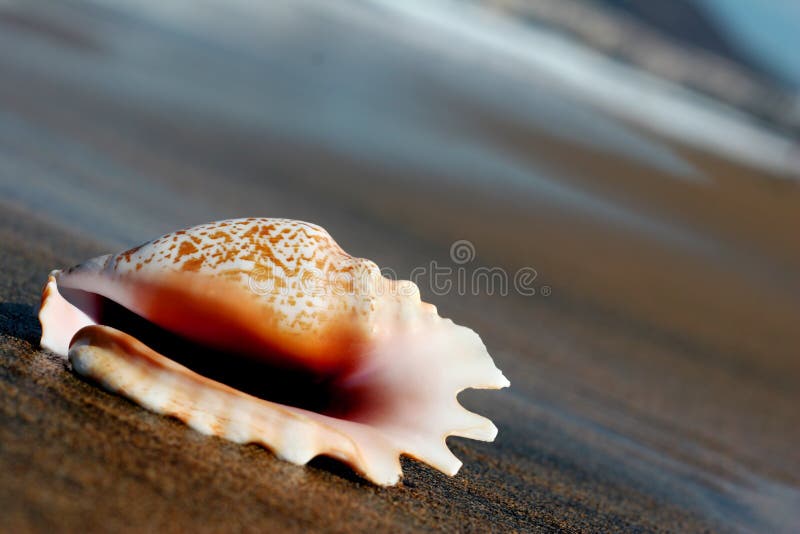 Exotic Seashell stock photo. Image of empty, seashell - 19078964