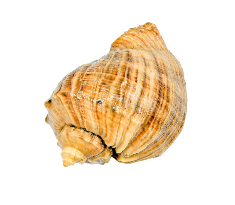 Seashell Cut Half Stock Photos - Free & Royalty-Free Stock Photos from ...