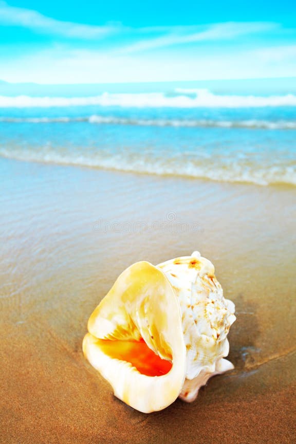 Seashell stock photo. Image of beauty, romantic, bahamas - 14792286