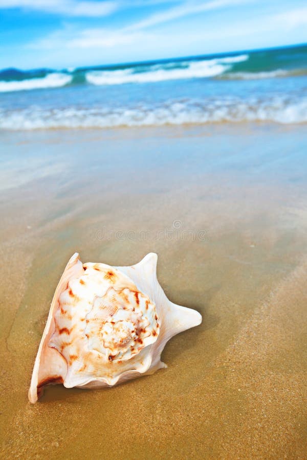 Seashell stock photo. Image of clouds, seascape, season - 15290998