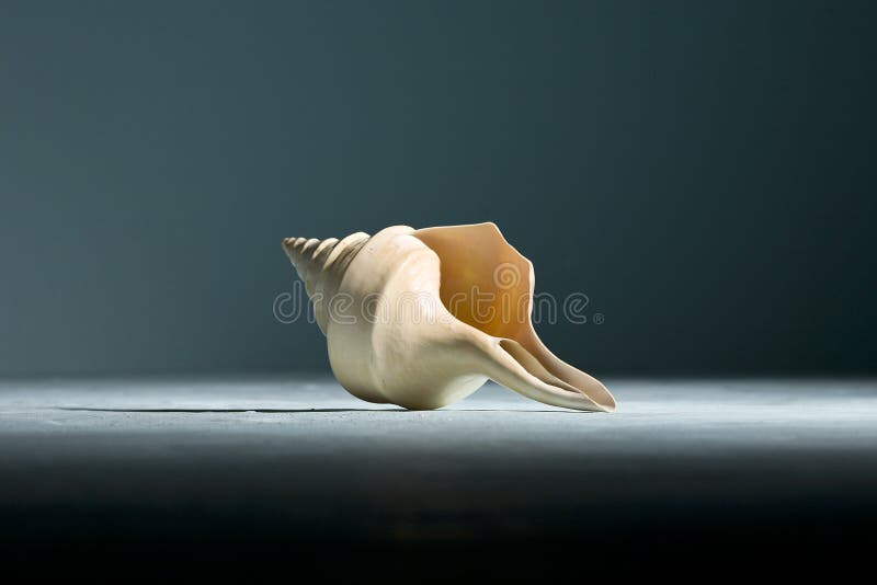 Liquid Drop Art Showing Colored Water Dropped into a Sea Shell Stock ...