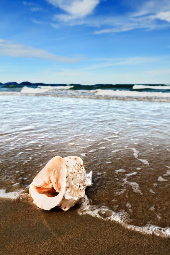 Seashell stock photo. Image of clouds, seascape, season - 15290998