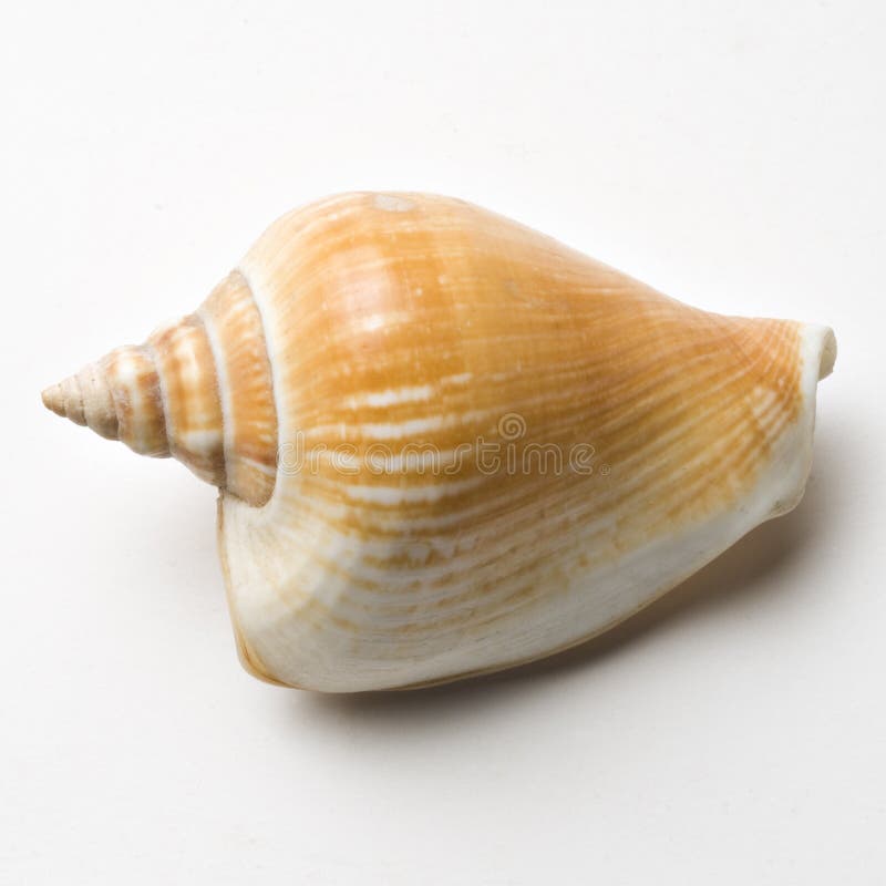 141,246 Seashell Stock Photos - Free & Royalty-Free Stock Photos from ...