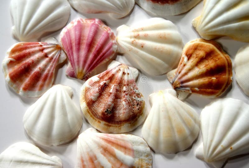 Puka Shells stock image. Image of marine, token, shiny - 15046219